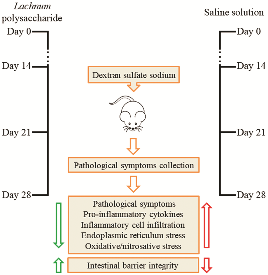Protective effect of Lachnum polysaccharide on dextran sulfate sodium ...