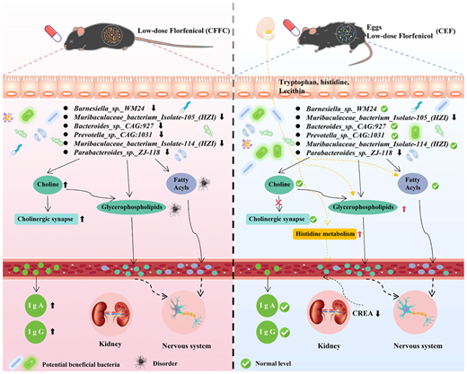 Egg matrices alleviate long-term florfenicol-induced behavioral ...