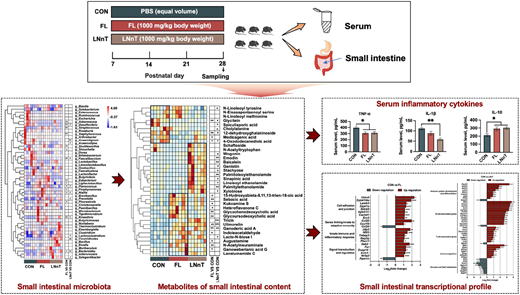 Human milk oligosaccharides shape small intestinal microbiota and ...