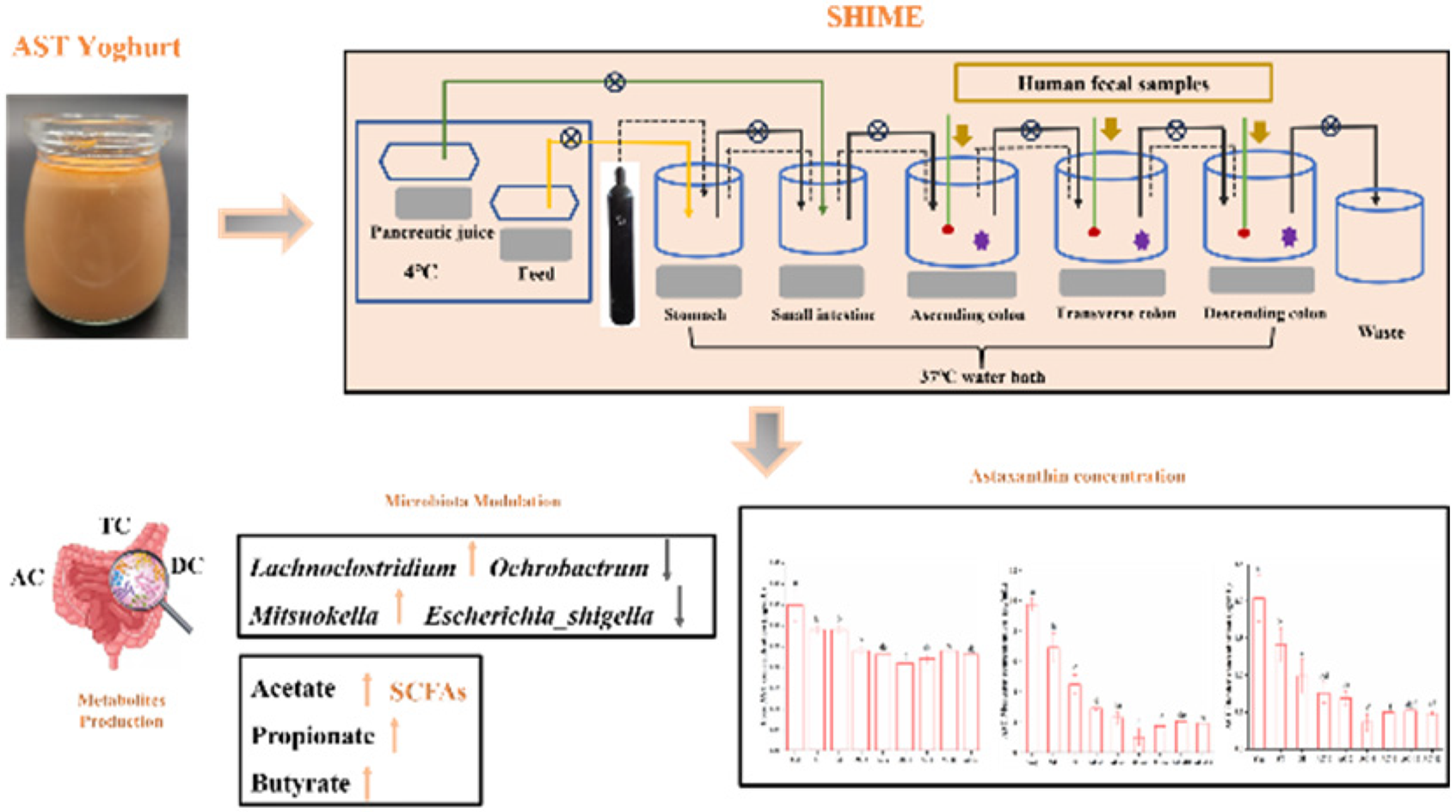 Investigating the impact of astaxanthin yogurt on gut microbiota and ...