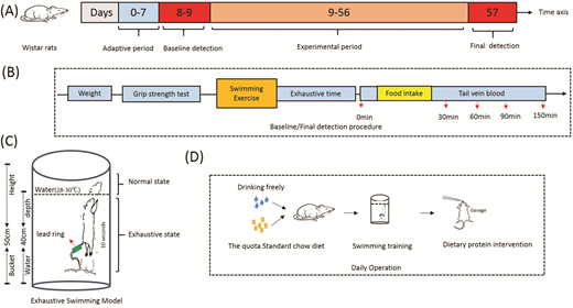 Ingestion of soy–whey blended protein augments sports performance and ...