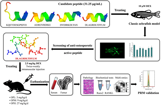 Oyster-derived peptide DLAGRDLTDYLM attenuates dexamethasone-induced ...
