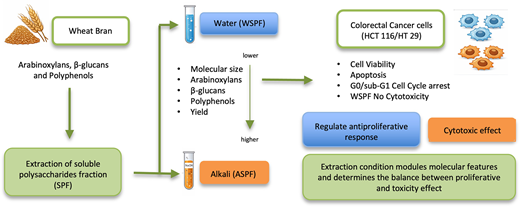Water- and alkali-extracted wheat bran polysaccharides differentially ...