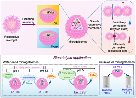 Microgel-engineered temperature-responsive microcapsules at liquid ...