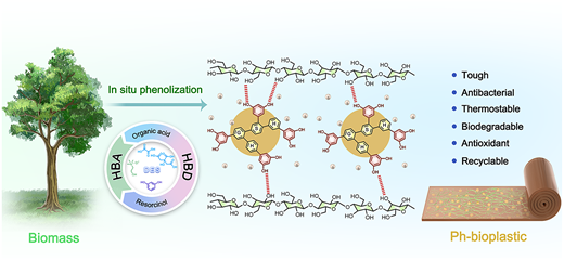 Preparation of tough, antioxidant and antibacterial bioplastic for ...