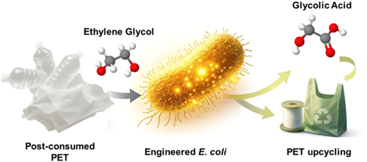 Bioconversion of ethylene glycol to glycolic acid for waste ...