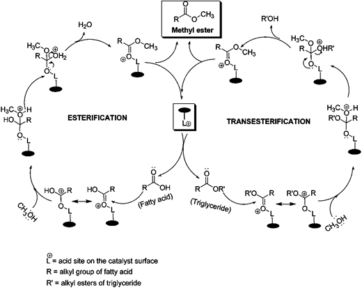 Solid acid catalyzed biodiesel production by simultaneous ...