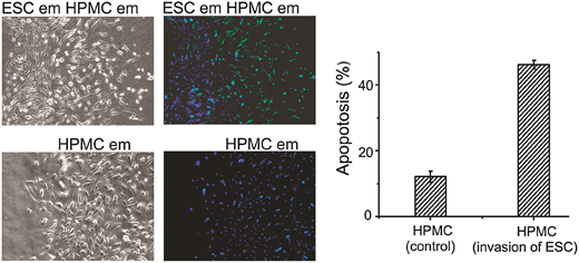 Co-cultured endometrial stromal cells and peritoneal mesothelial cells ...