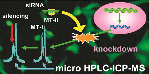 Separation of metallothionein isoforms extracted from isoform-specific ...