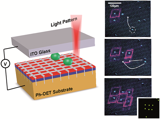Phototransistor-based optoelectronic tweezers for dynamic cell ...