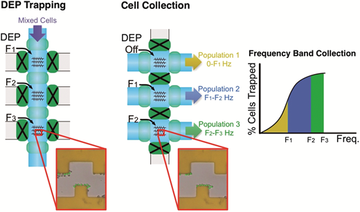Frequency discretization in dielectrophoretic assisted cell sorting ...