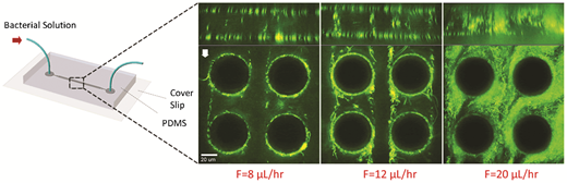 A web of streamers: biofilm formation in a porous microfluidic device ...