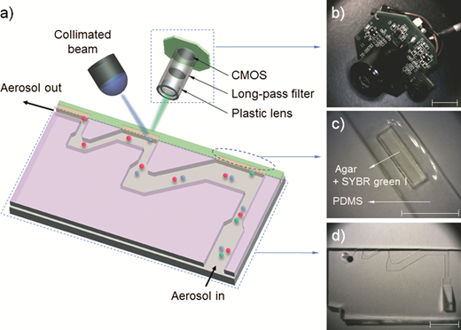 Real-time detection of an airborne microorganism using inertial ...