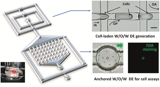 A microfluidic platform utilizing anchored water-in-oil-in-water double ...