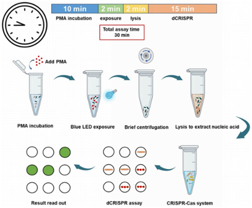 Fast and sensitive detection of viable Escherichia coli O157:H7 using a ...