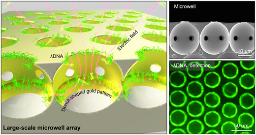 Controlled Au-coated PDMS microwell array for surface-enhanced DNA ...