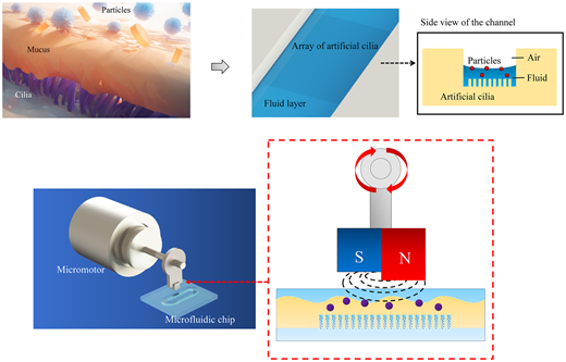 Design of a magnetically responsive artificial cilia array platform for ...