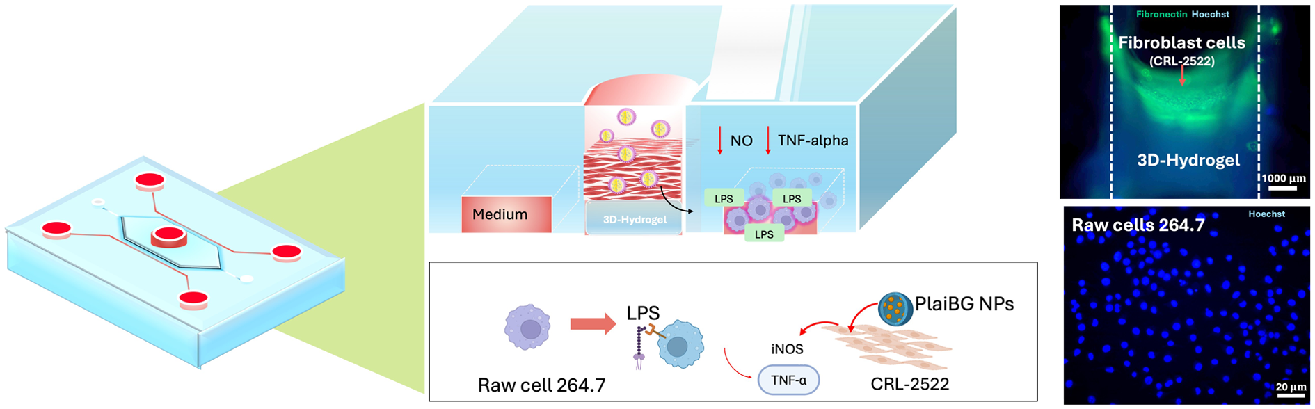A microfluidic dermal fibroblast–macrophage co-culture on a chip ...