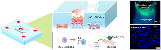 A microfluidic dermal fibroblast–macrophage co-culture on a chip ...