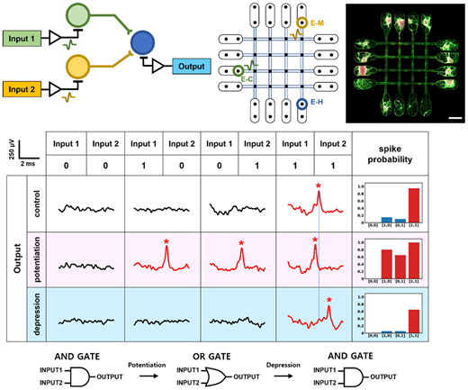 Implementation of reconfigurable logic-in memory in a cultured neuronal ...
