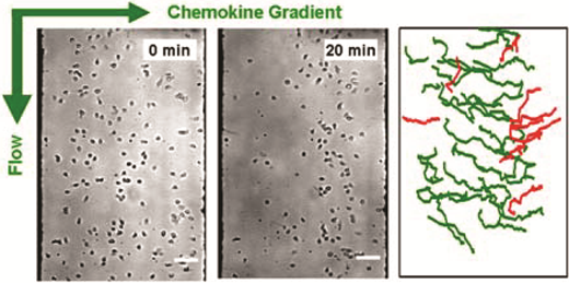 T cell chemotaxis in a simple microfluidic device | Lab on a Chip | The ...