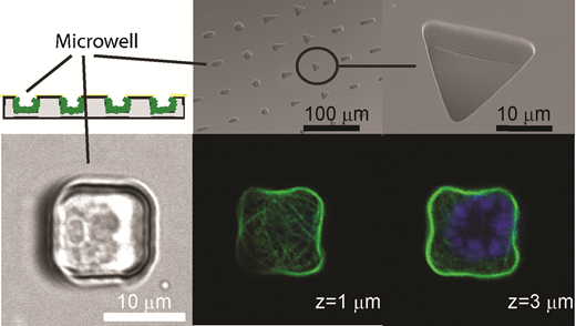 Micro-well arrays for 3D shape control and high resolution analysis of ...
