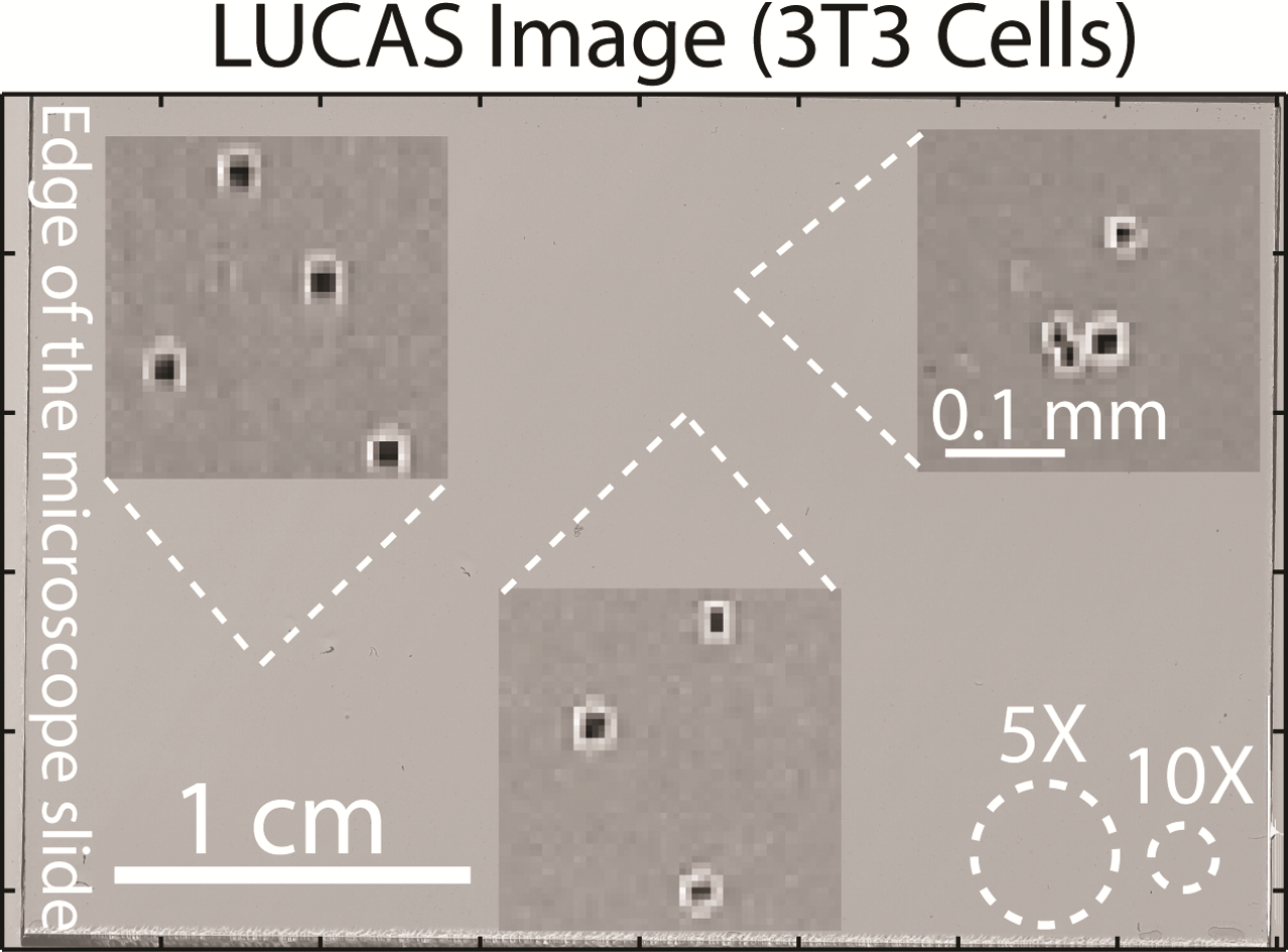 Ultra wide-field lens-free monitoring of cells on-chip†‡ | Lab on a ...