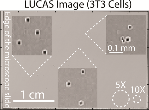 Ultra wide-field lens-free monitoring of cells on-chip†‡ | Lab on a ...