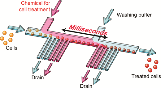 Millisecond treatment of cells using microfluidic devices via two-step ...