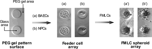 Spheroid array of fetal mouse liver cells constructed on a PEG-gel ...