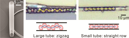 Rolled-up transparent microtubes as two-dimensionally confined culture ...