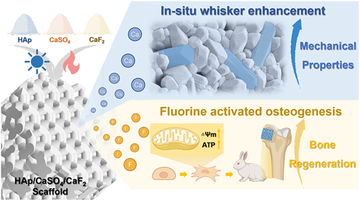 In situ whisker reinforced multiphase bioceramic scaffolds with ...