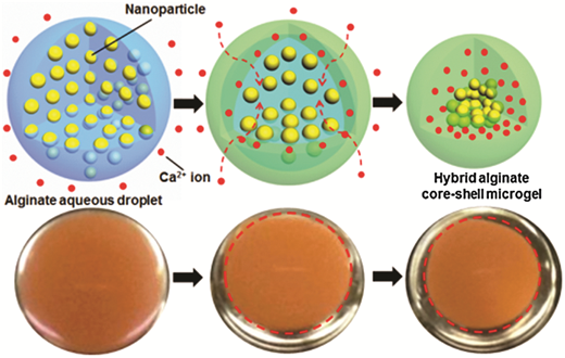 Formation of hybrid core–shell microgels induced by autonomous ...