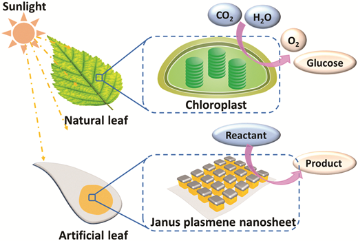 Self-assembled Janus plasmene nanosheets as flexible 2D photocatalysts ...