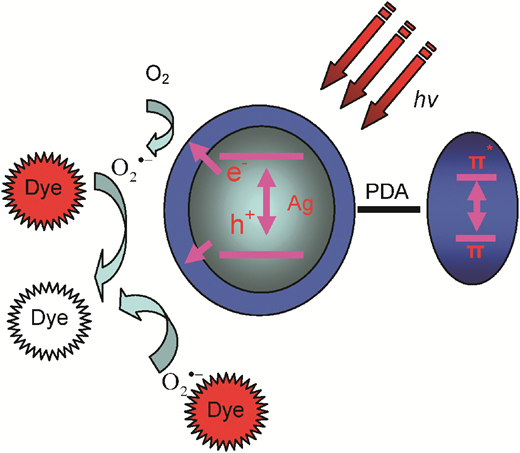 One-step synthesis of monodisperse polydopamine-coated silver core ...