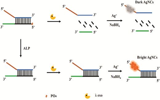 A turn-on fluorescence assay of alkaline phosphatase activity using a ...