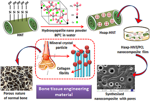 Unravelling the bone regeneration capability of polylactic acid ...