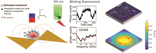 Nanoscale magnetic imaging enabled by nitrogen vacancy centres in ...