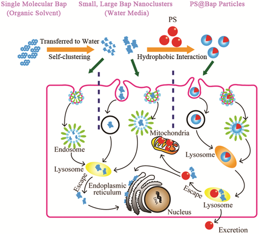 Revisiting the cellular toxicity of benzo[a]pyrene from the view of ...
