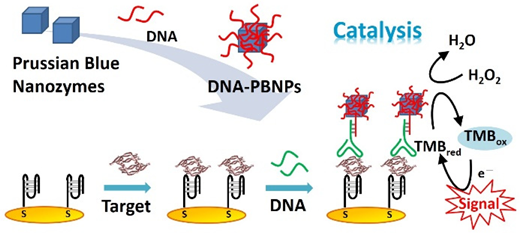 DNA-modified Prussian blue nanozymes for enhanced electrochemical ...