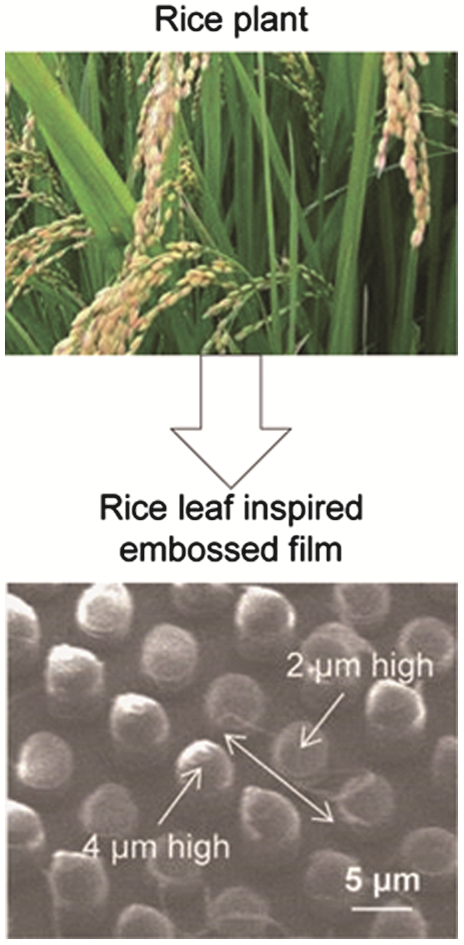 Rice- and butterfly-wing effect inspired self-cleaning and low drag ...