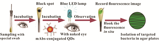 Visual and efficient immunosensor technique for advancing biomedical ...