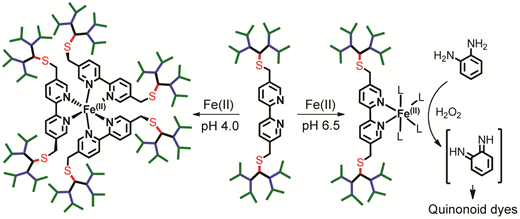 pH-tuned metal coordination and peroxidase activity of a peptide ...
