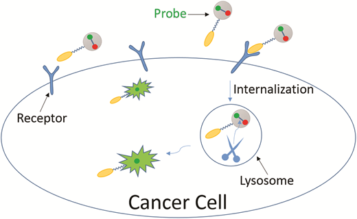An intracellularly activatable, fluorogenic probe for cancer imaging ...