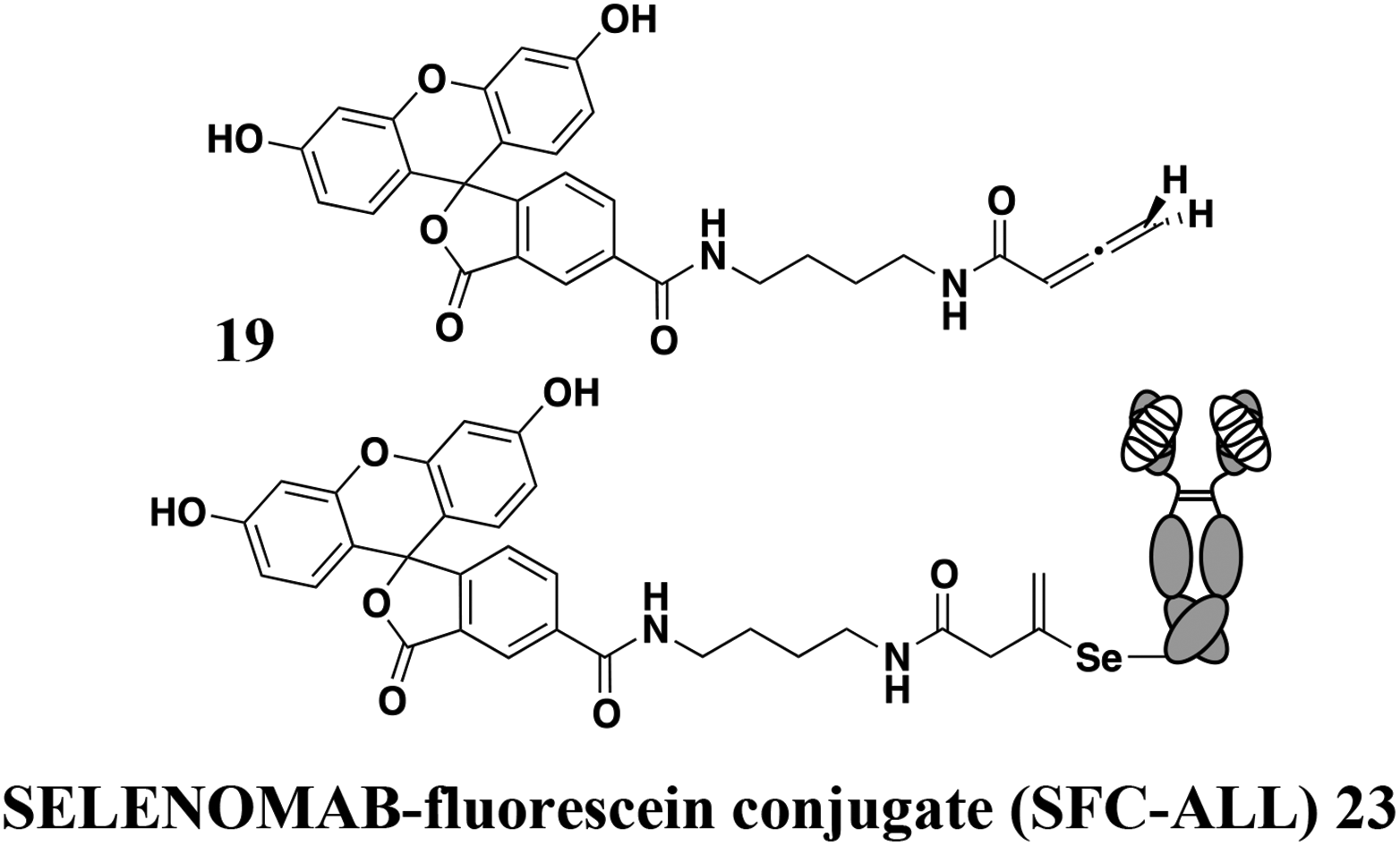 Assessment of reagents for selenocysteine conjugation and the stability ...