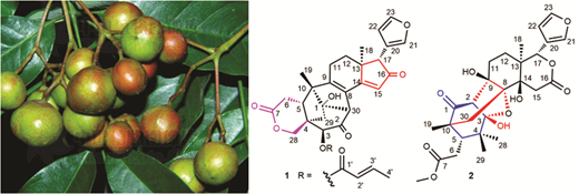 Trichiconlides A and B: two novel limonoids from the fruits of ...