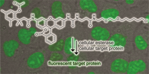 Fluorogenic affinity label for the facile, rapid imaging of proteins in ...