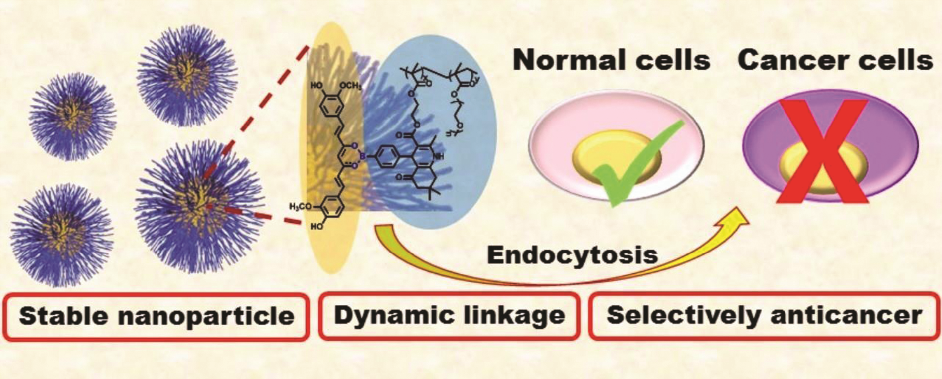 Curcumin–polymer conjugates with dynamic boronic acid ester linkages ...