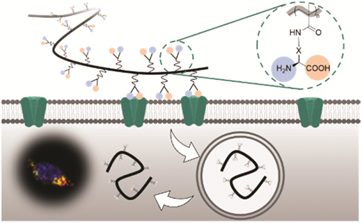 Internalization into cancer cells of zwitterionic amino acid polymers ...