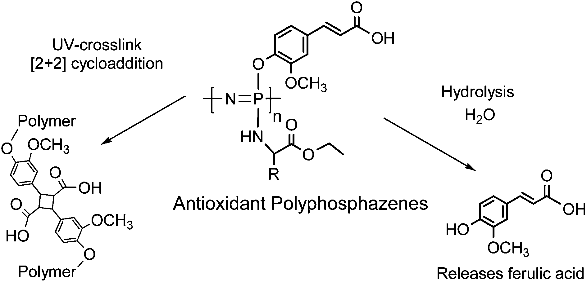 Design and examination of an antioxidant-containing polyphosphazene ...